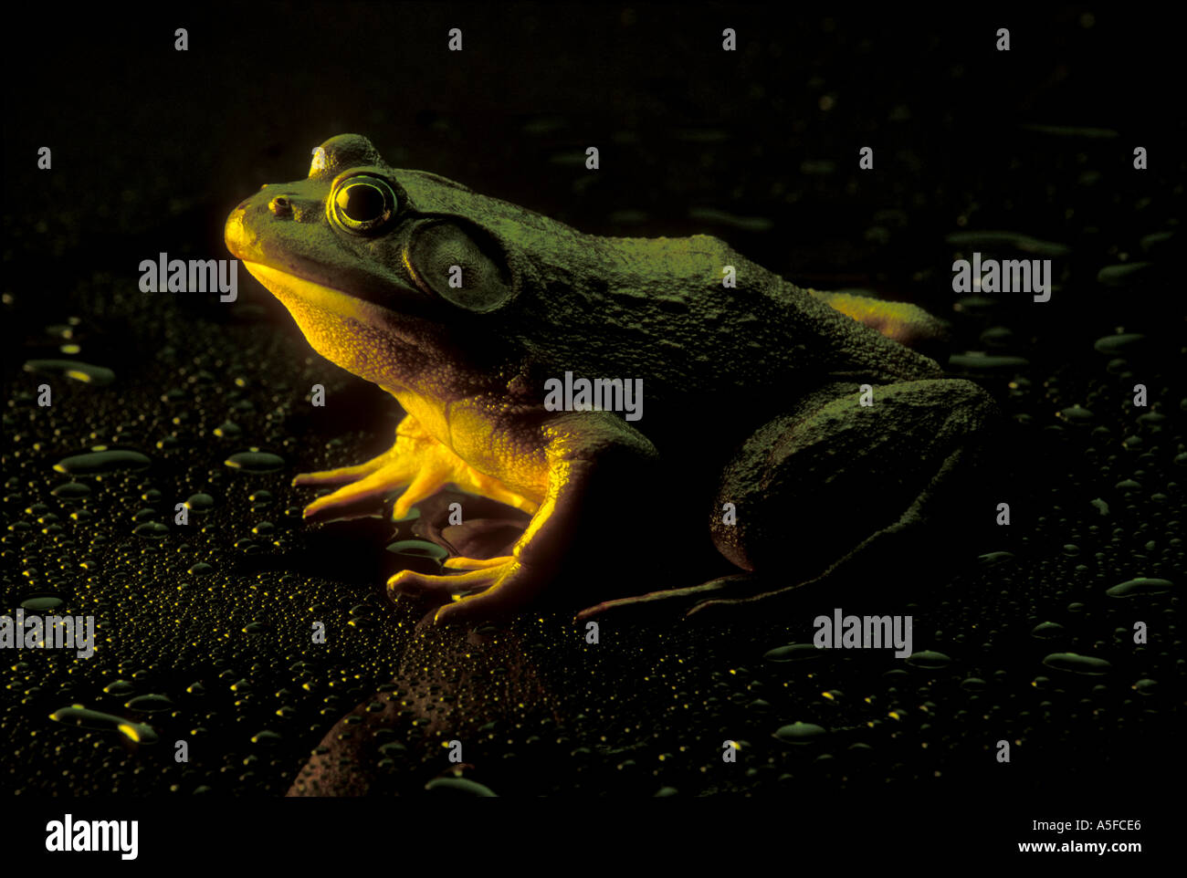 Bull frog jump hi-res stock photography and images - Alamy