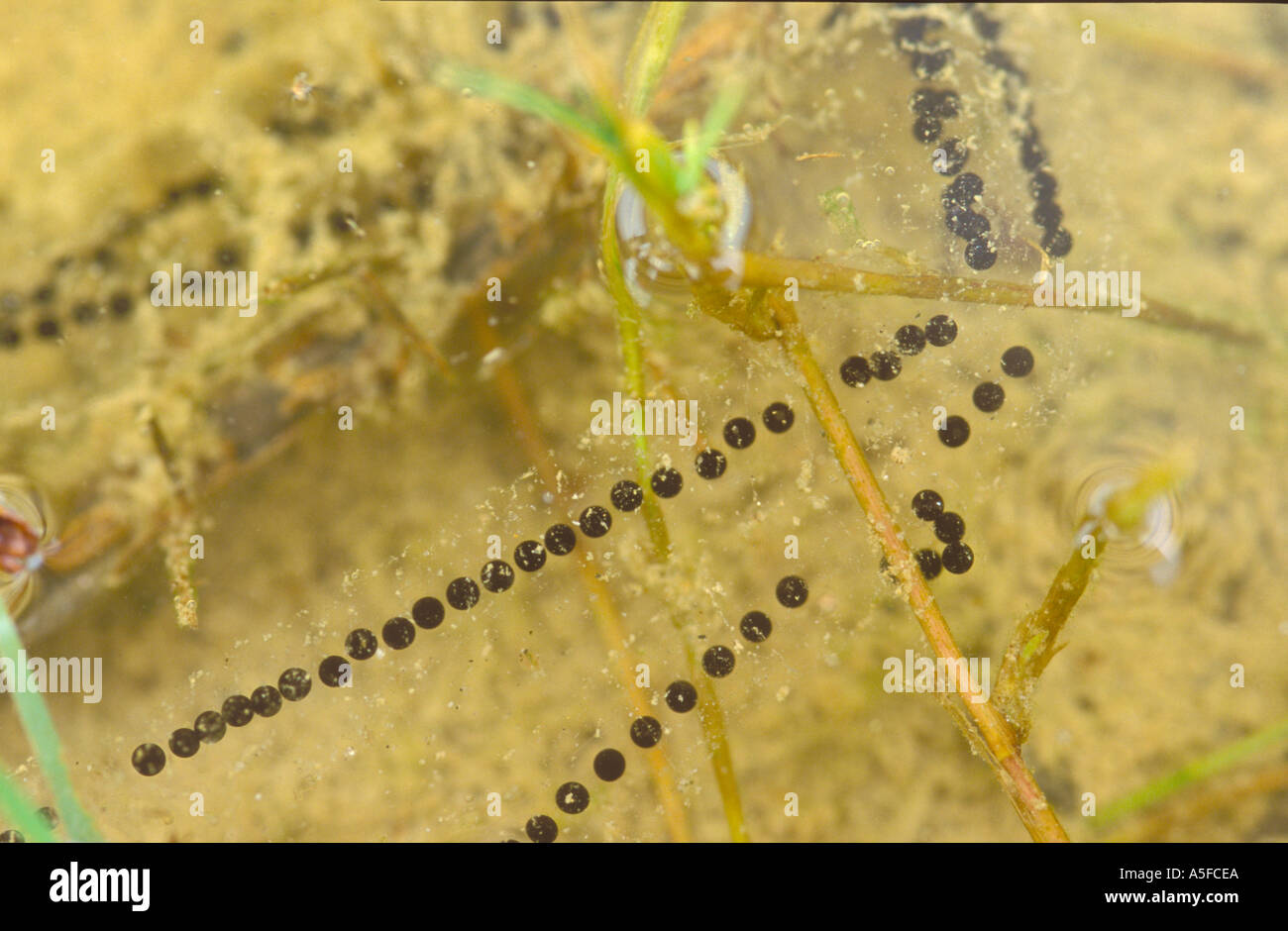 String of spawn hi-res stock photography and images - Alamy