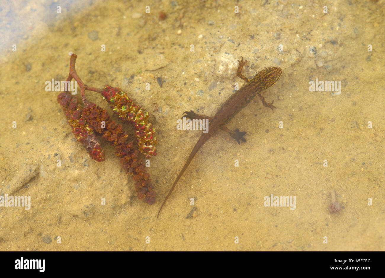 Male Palmate Newt in Breeding Condition in Water beside a fallen Alder ...