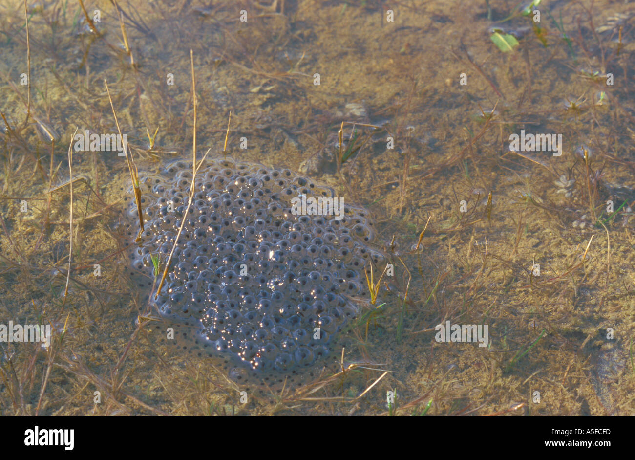 Floating spawn hi-res stock photography and images - Alamy