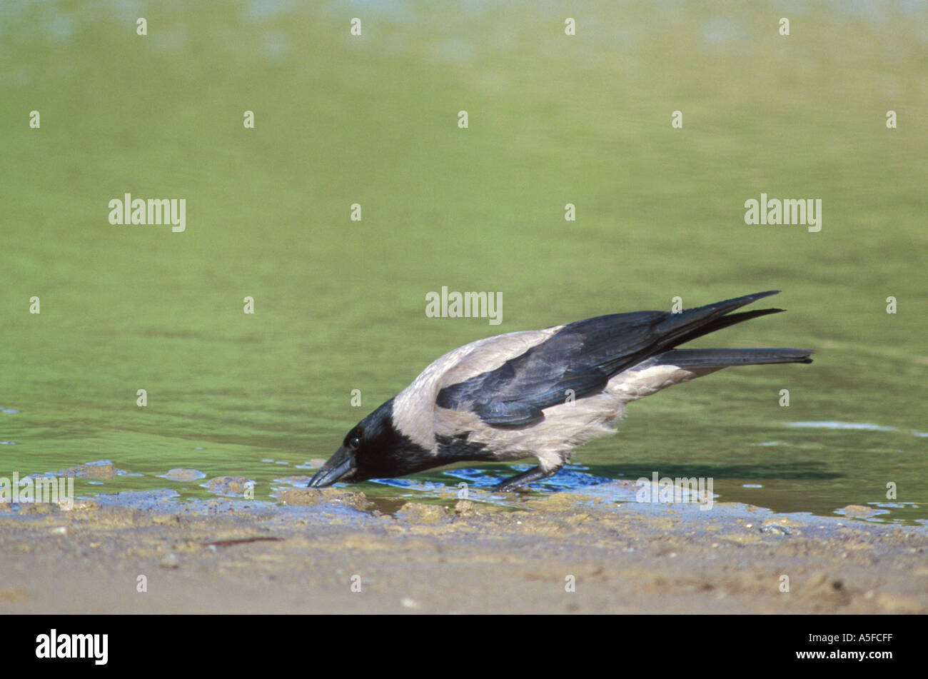 Hooded Crow drinking Stock Photo - Alamy