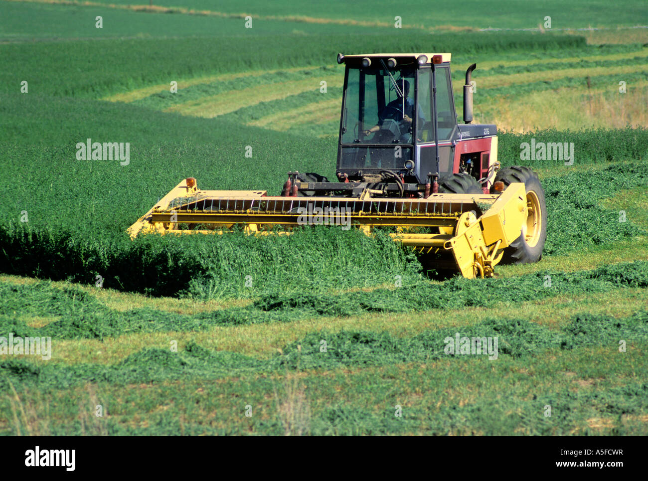 A swather harvesting alfalfa hay in Idaho Stock Photo - Alamy