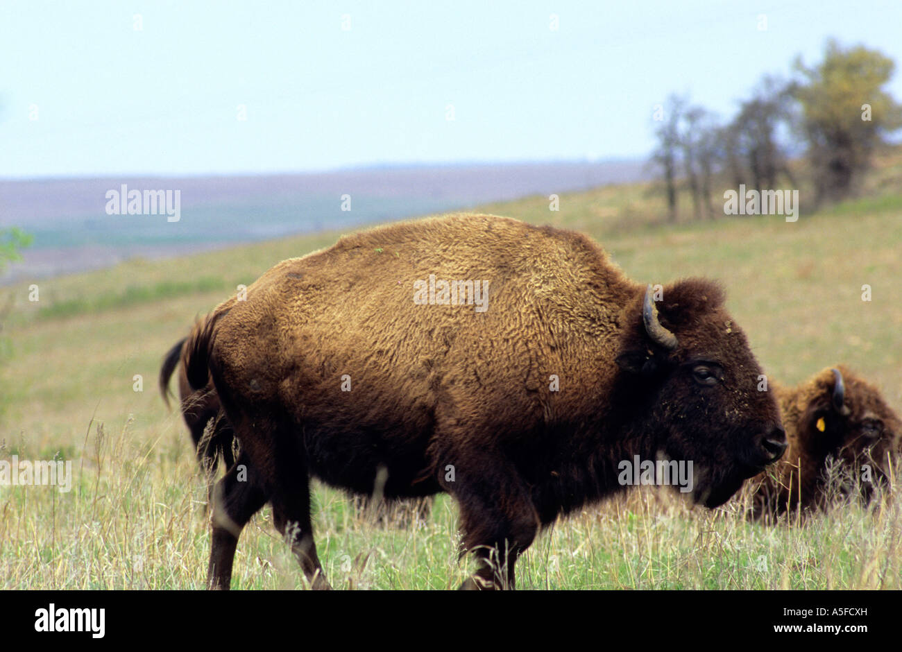 American buffalo or bison hi-res stock photography and images - Alamy