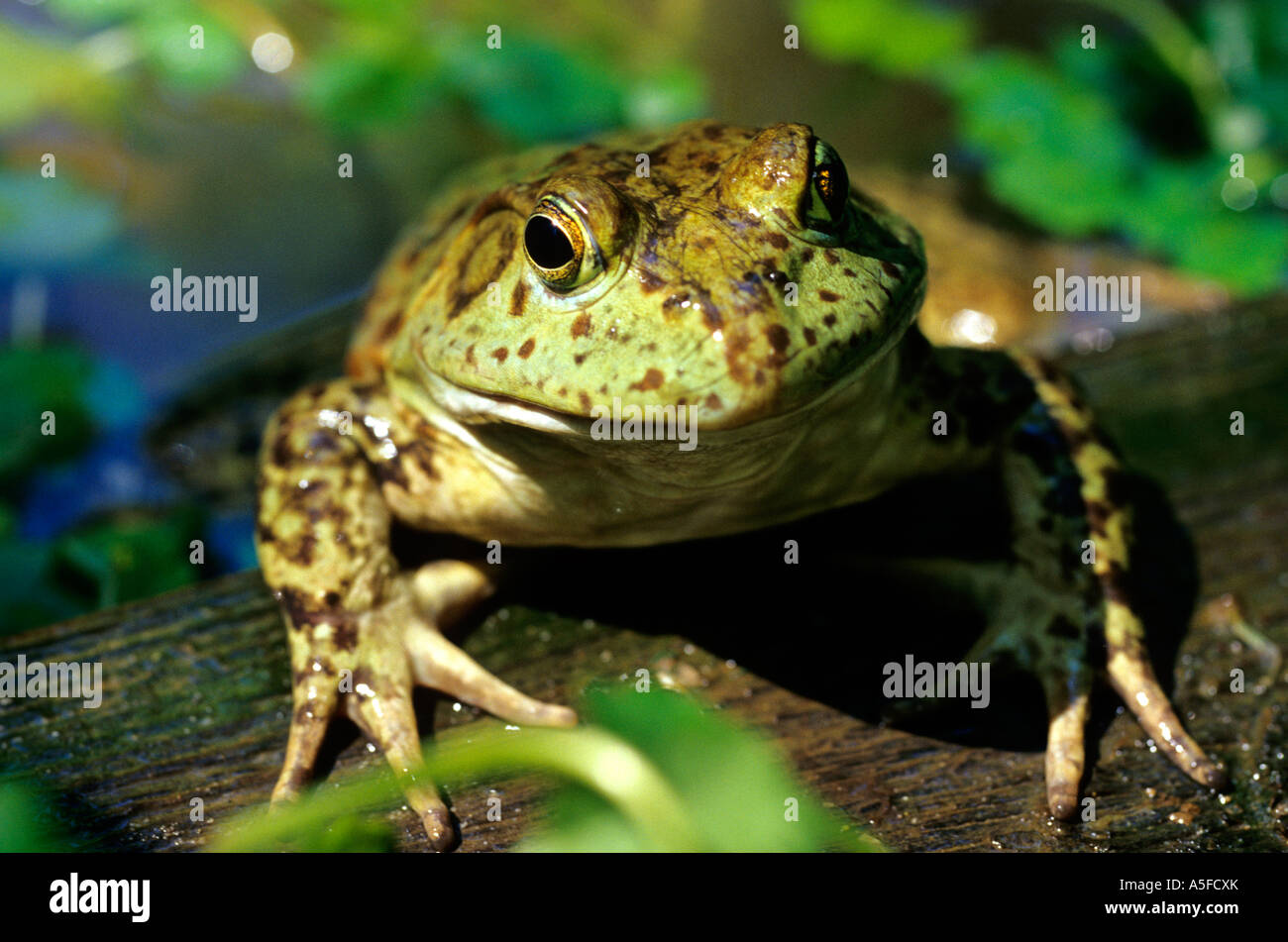 Said the frog hi-res stock photography and images - Alamy
