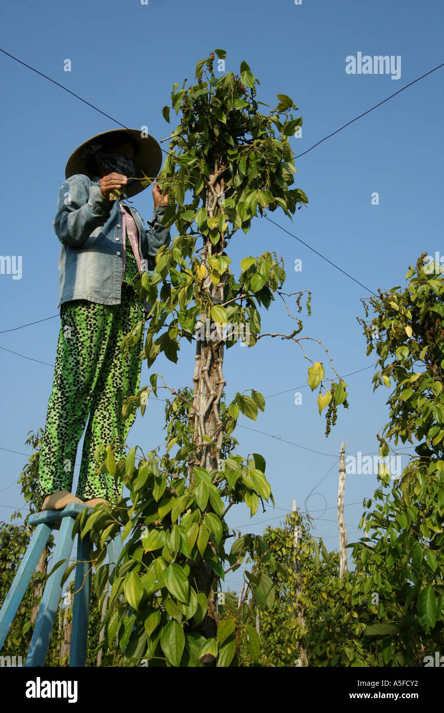 Pepper Farmer, Vietnam Stock Photo - Alamy