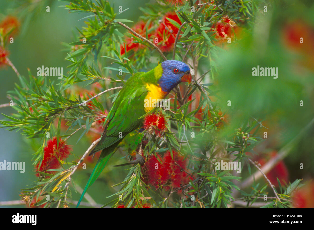 Australian native bird on flower hi-res stock photography and images ...