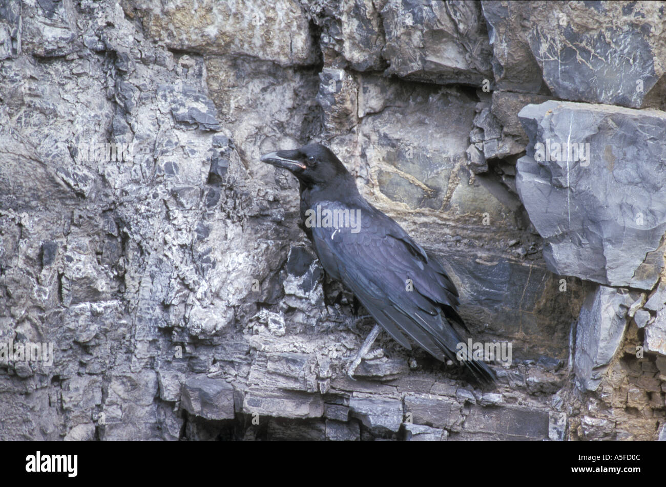 Raven on cliff face Stock Photo - Alamy