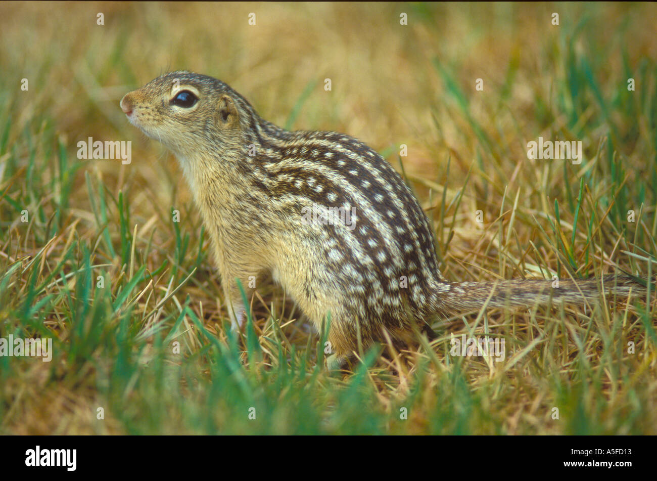 Thirteen lined Ground Squirrel Stock Photo - Alamy