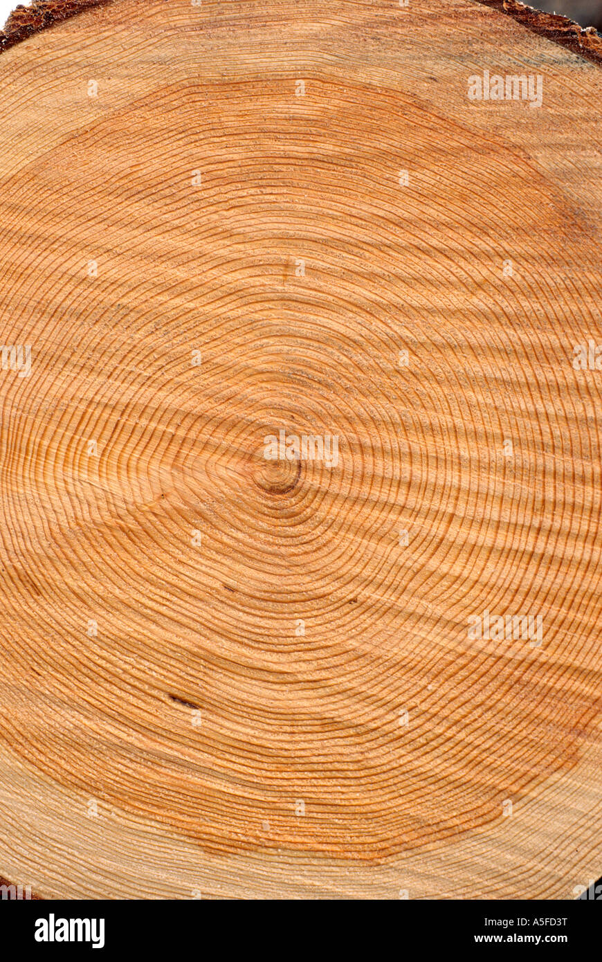 A section of a tree showing growth rings Stock Photo - Alamy