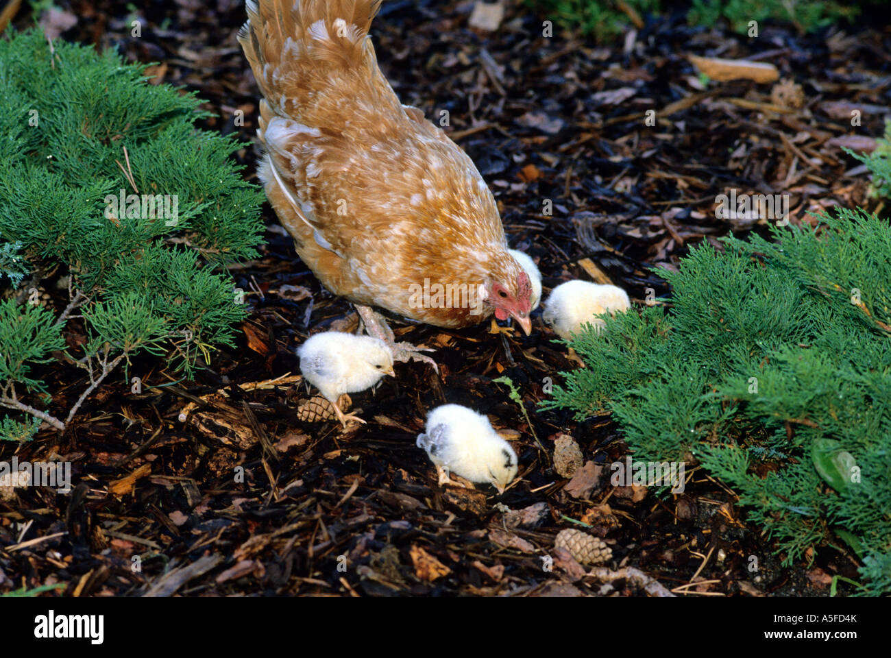 A mother hen with her chicks Stock Photo - Alamy
