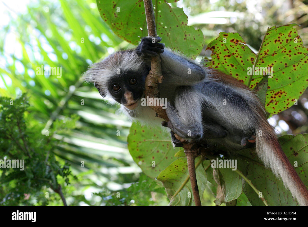 Zanzibar: Red Colobus Monkey (colombus pennanti) in Jozani Forest ...