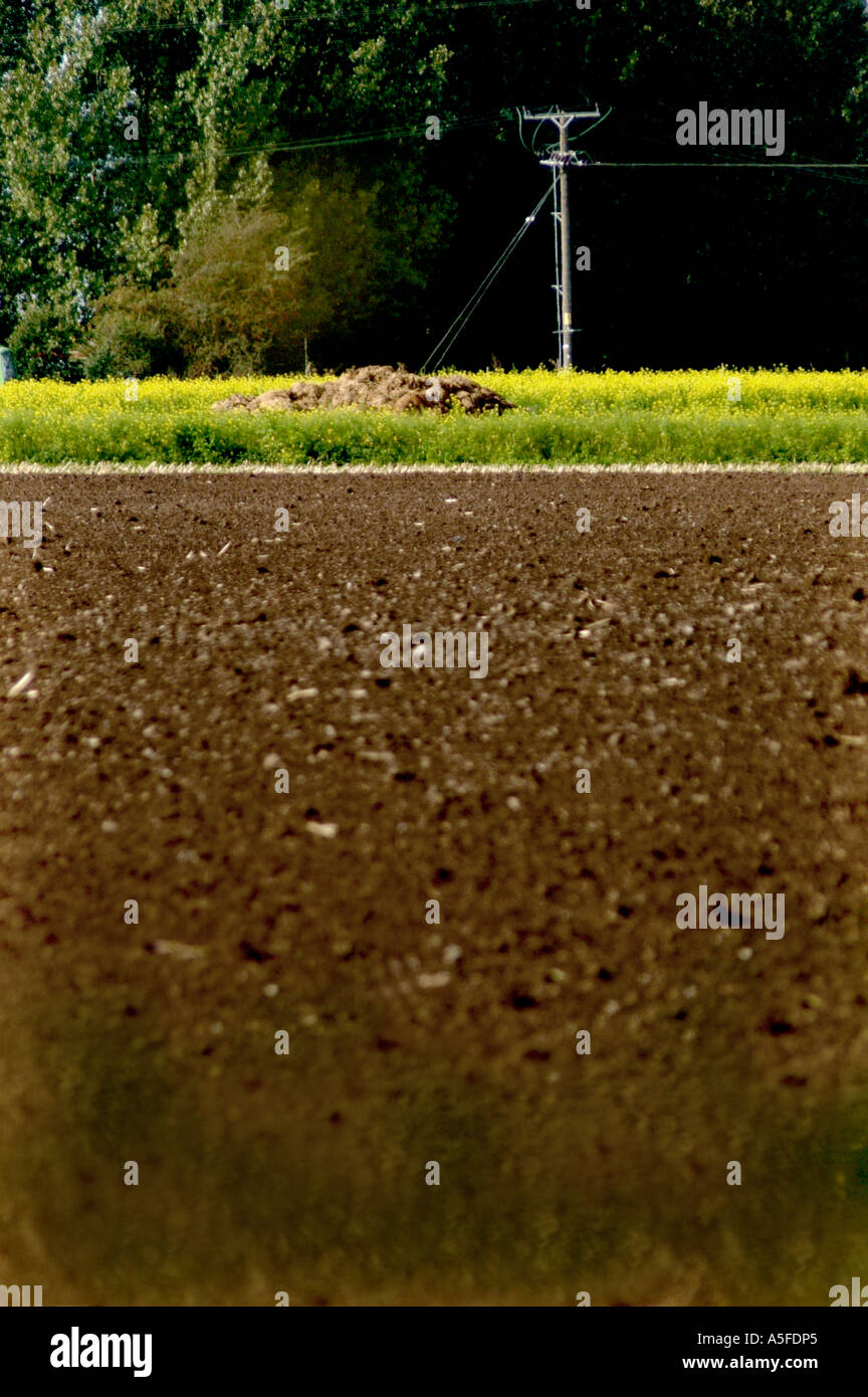 Broome norfolk hi-res stock photography and images - Alamy