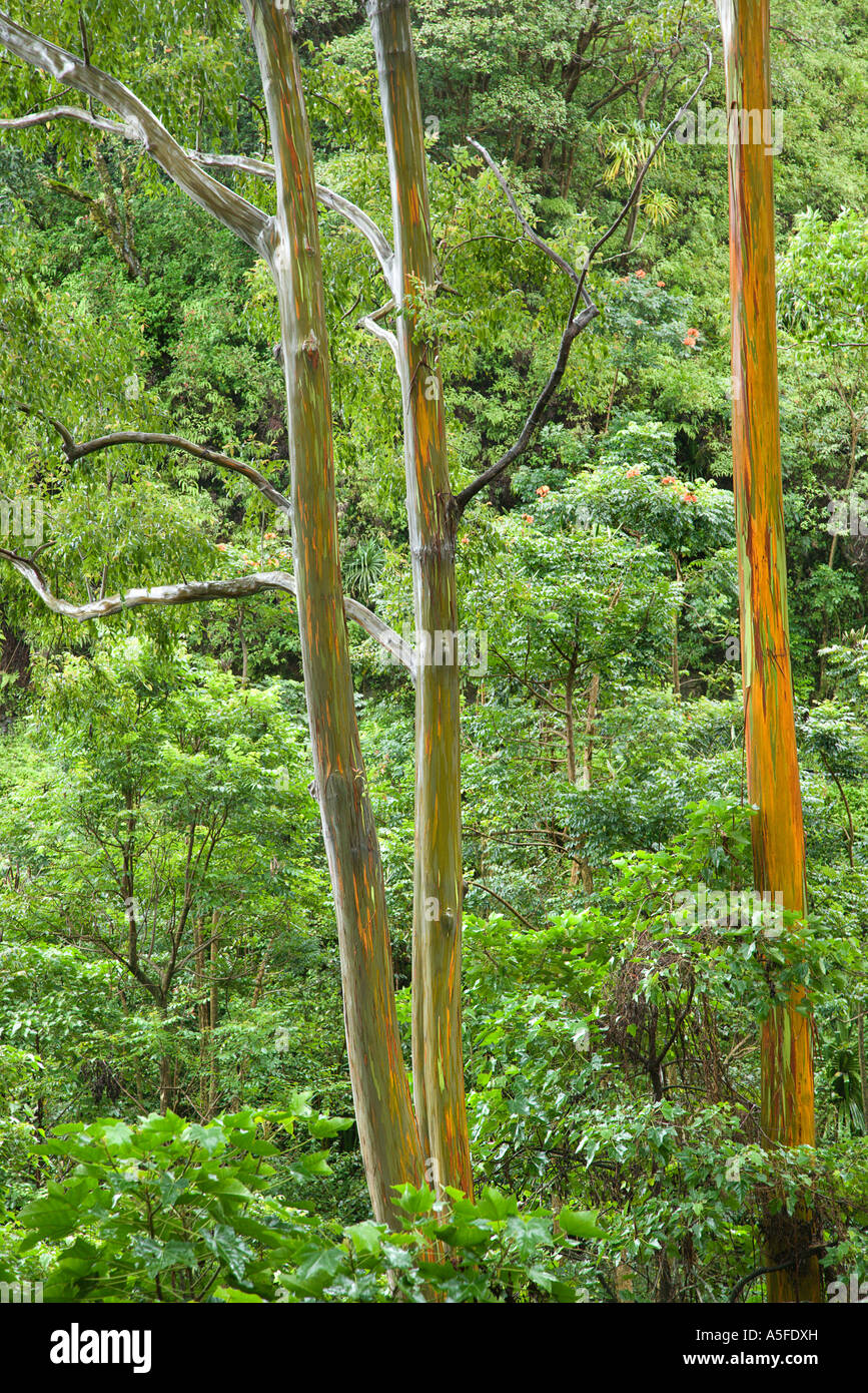 Rainbow Eucalyptus trees Maui Hawaii USA Stock Photo - Alamy
