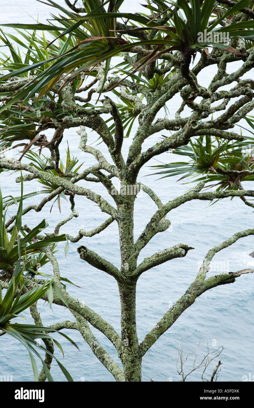 Lahala tree by the water in Maui Hawaii USA Stock Photo - Alamy