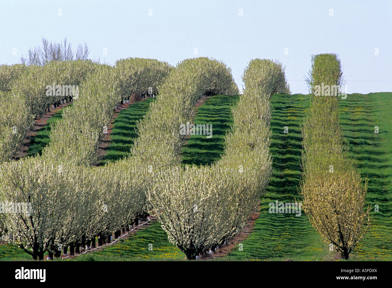 A pear tree orchard in Fruitland Idaho Stock Photo - Alamy