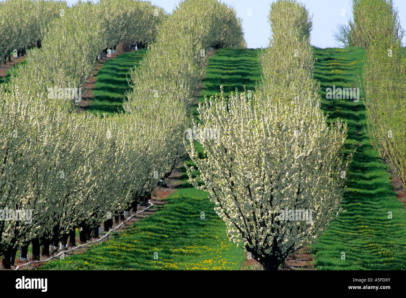A pear tree orchard in Fruitland Idaho Stock Photo - Alamy