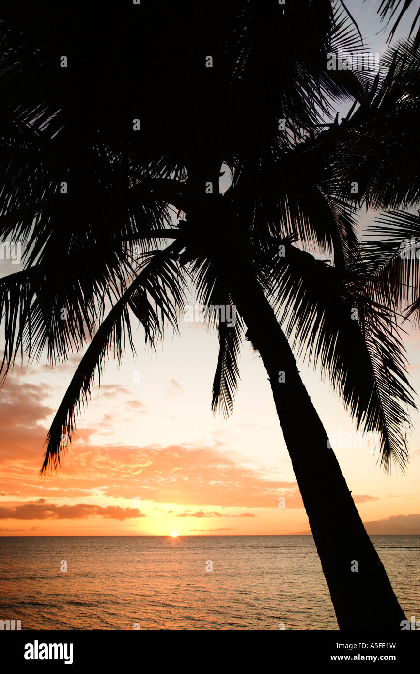 Sunset sky framed by palm tree over the Pacific Ocean in Kihei Maui ...