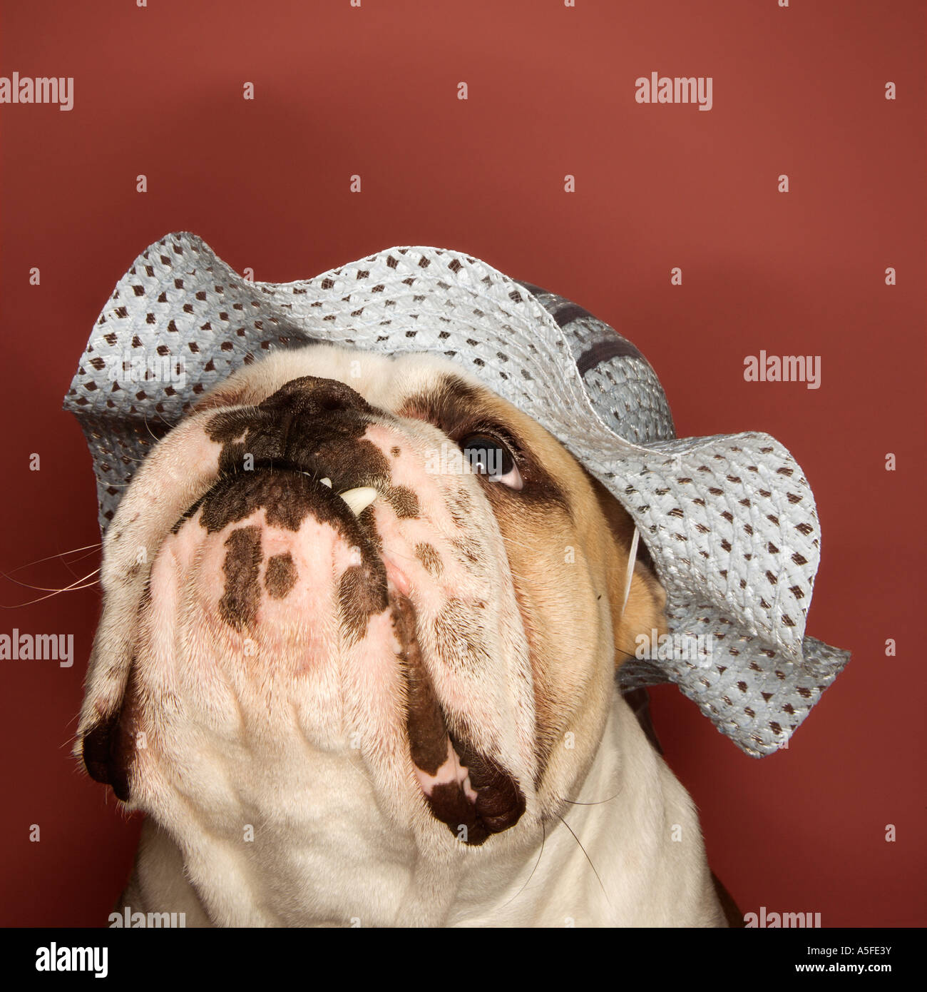 Close up of English Bulldog looking upward and wearing a bonnet Stock ...