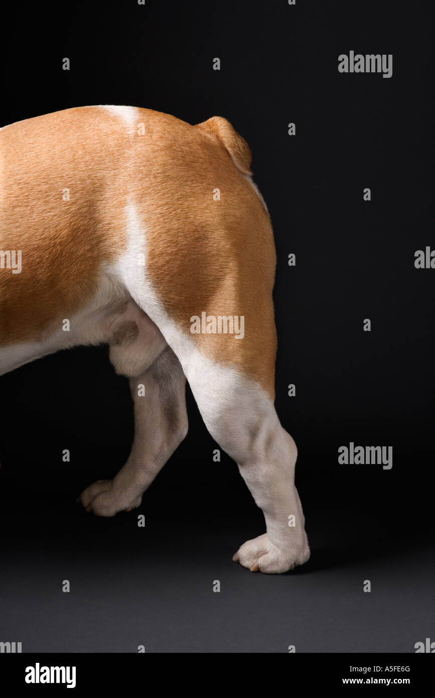 Rear legs of English Bulldog standing on grey background Stock Photo ...