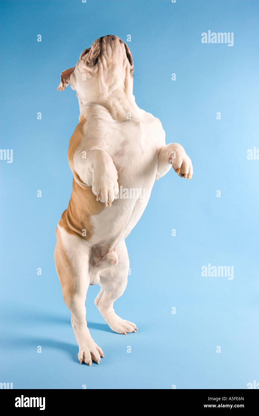 English Bulldog standing on hind legs on blue background Stock Photo ...