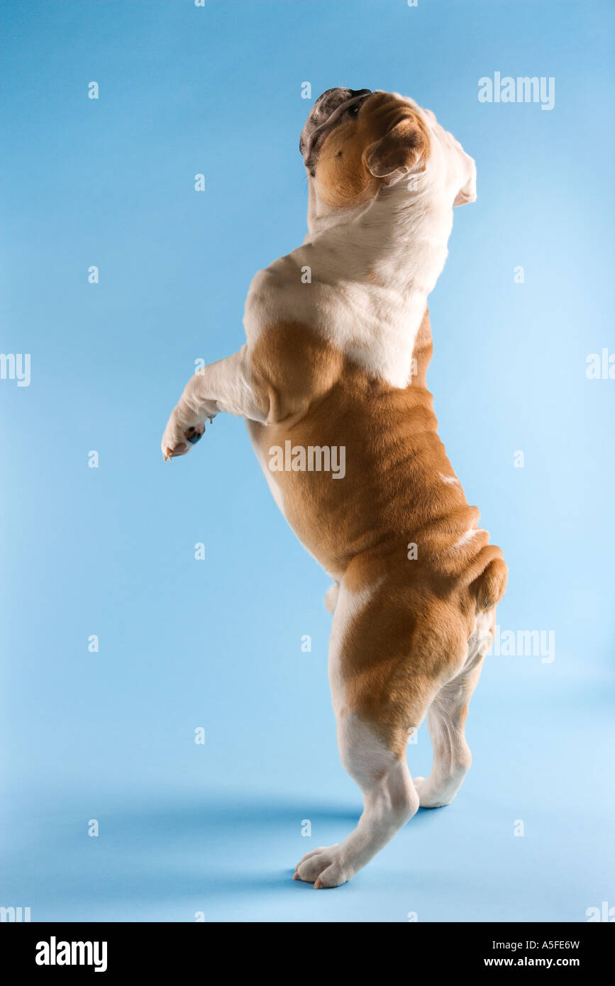 Back view of English Bulldog standing on hind legs on blue background ...
