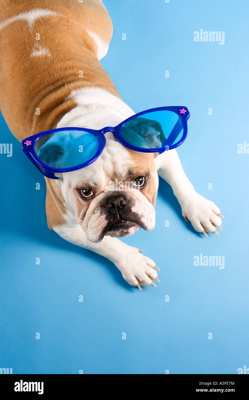 High angle of English Bulldog laying on blue background wearing ...