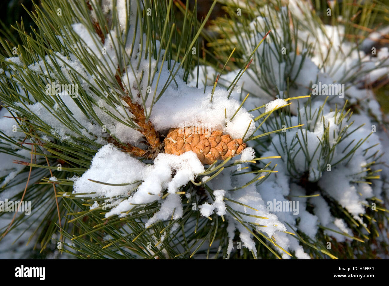 Pine needles and cone covered in snow Stock Photo - Alamy