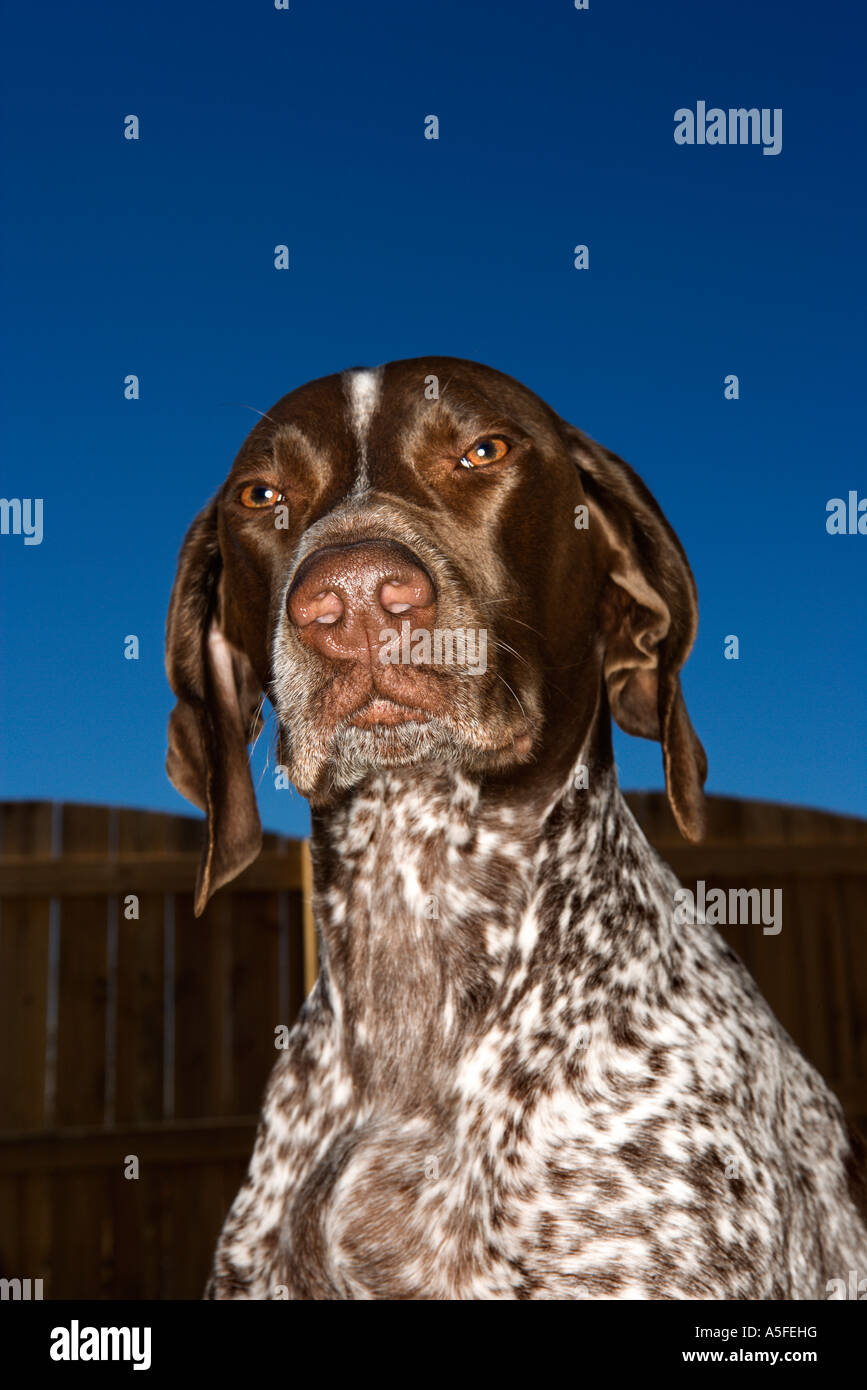 German Shorthaired Pointer with squinty eyes against blue sky Stock ...