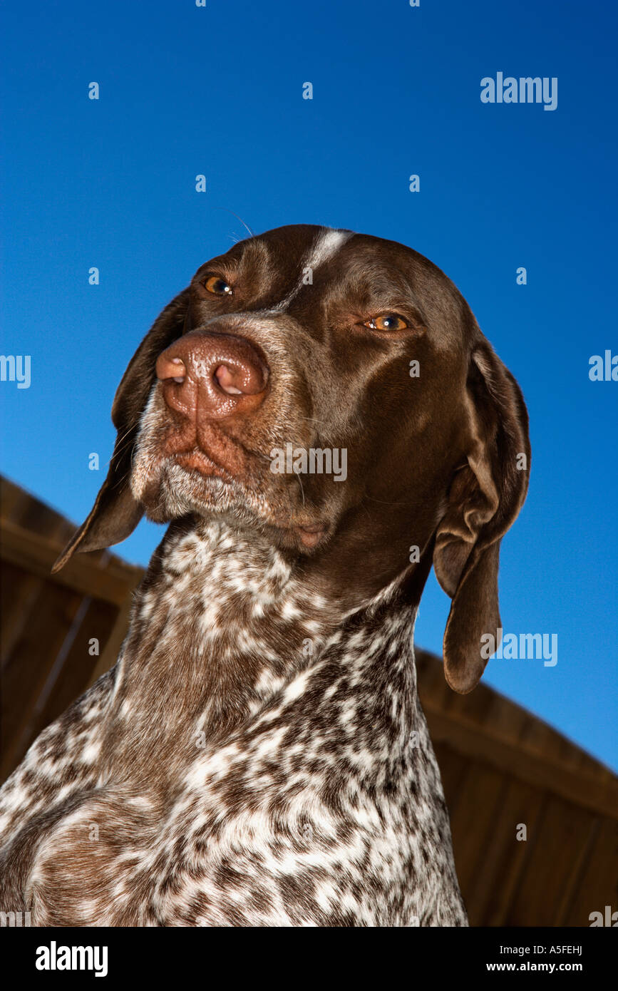 Portrait of German Shorthaired Pointer squinting outdoors Stock Photo ...