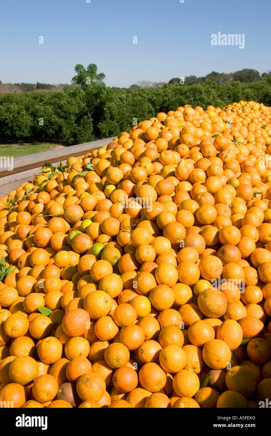Newly harvested oranges in the back of a truck south of Tavares Florida ...