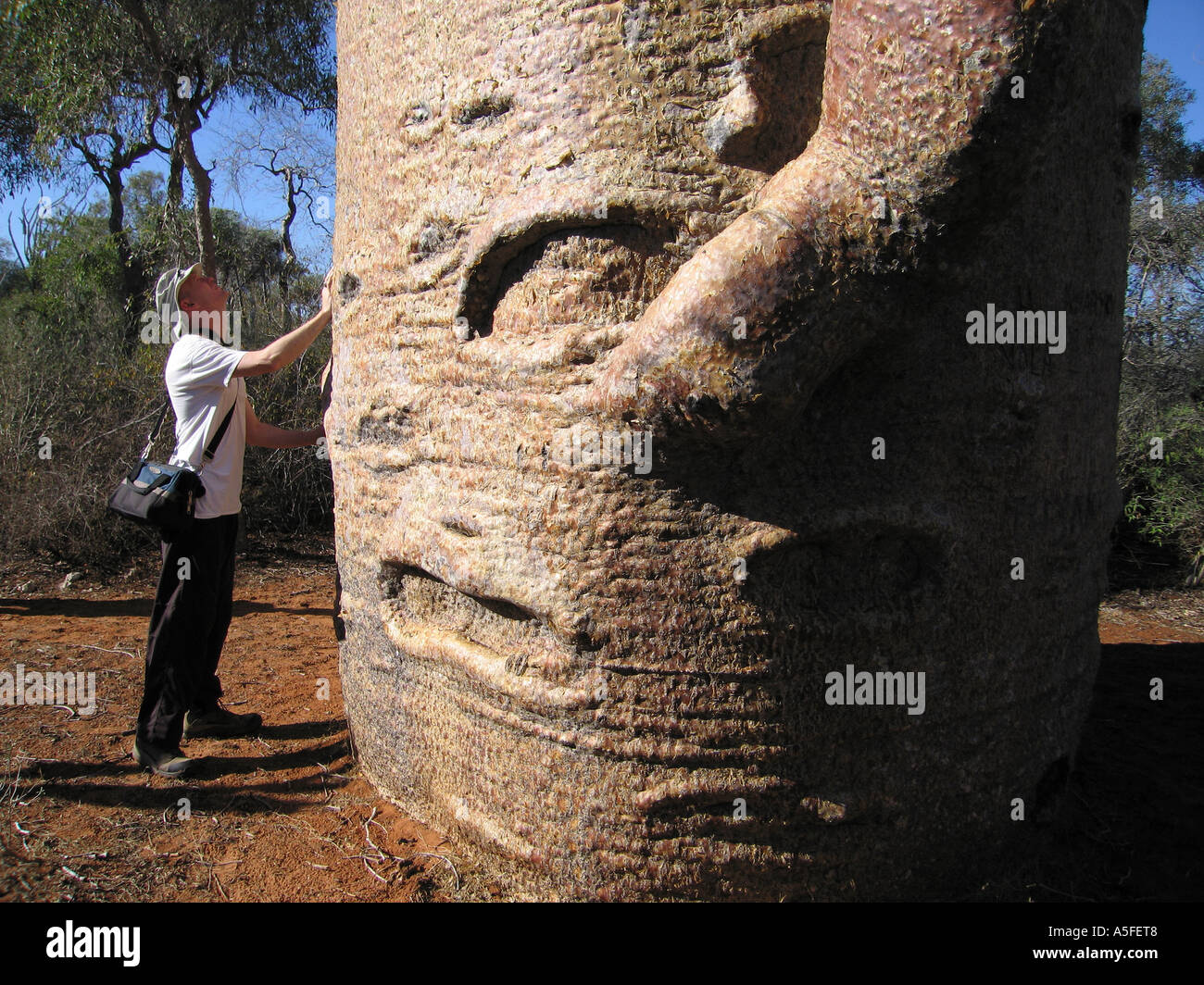 Madagascar: Baobab tree in Reniala Arboretum, Mangily, Madagascar Stock ...