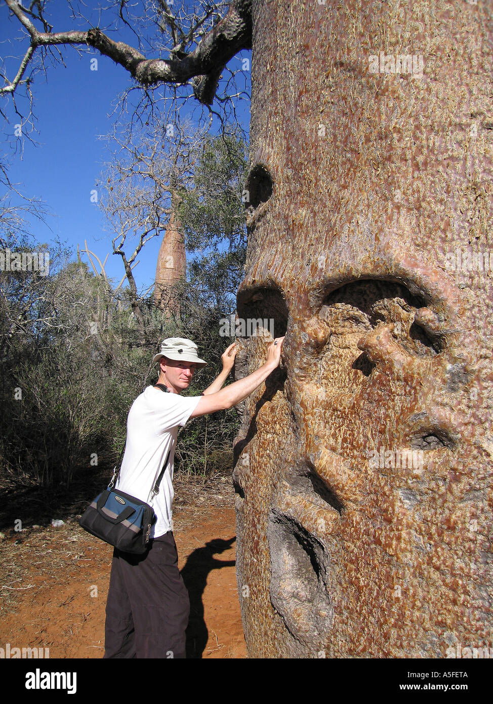 Madagascar: Baobab tree in Reniala Arboretum, Mangily, Madagascar Stock ...