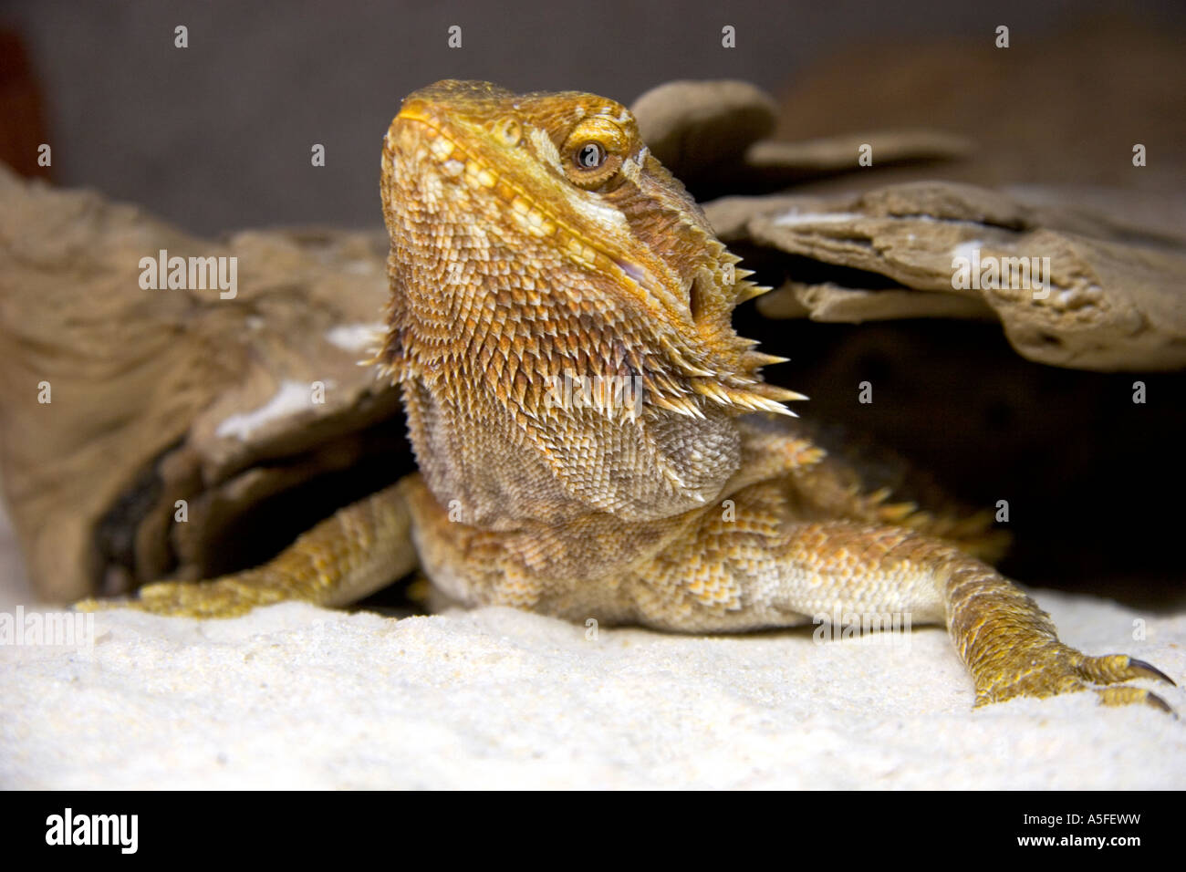 Bearded dragon lizard Stock Photo - Alamy
