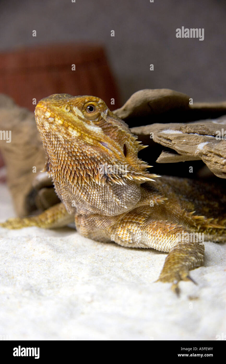 Bearded dragon lizard Stock Photo - Alamy