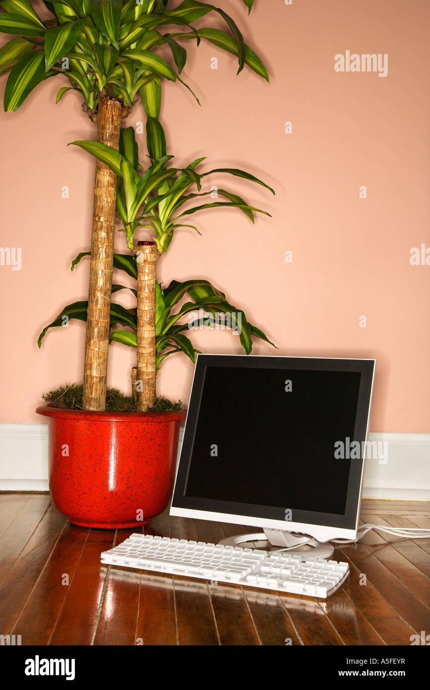 Houseplant and computer on hardwood floor Stock Photo - Alamy