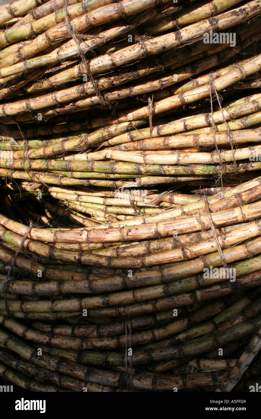 Sugarcane piles hi-res stock photography and images - Alamy
