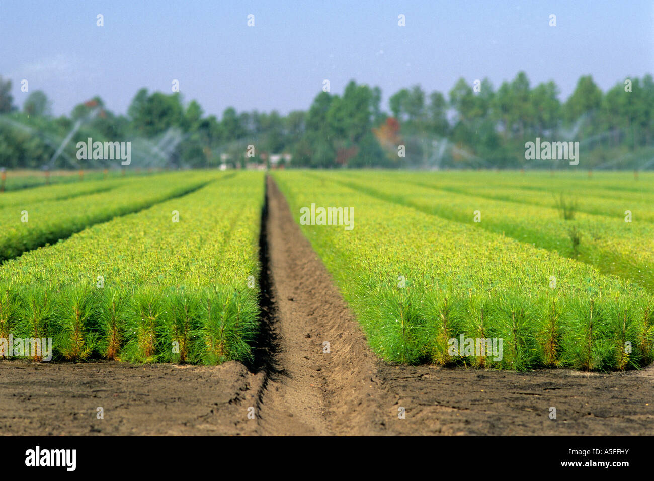 A pine tree farm near Waycross Georgia Stock Photo - Alamy