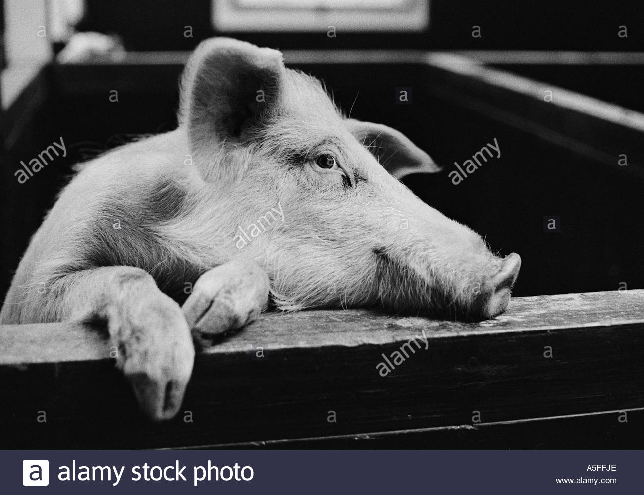 Pigsty High Resolution Stock Photography and Images - Alamy