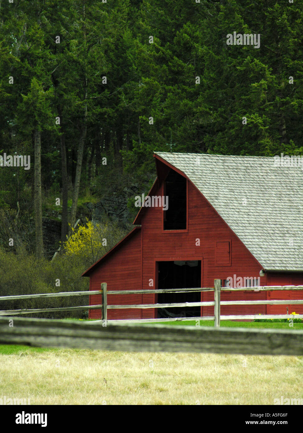 American barnyard grass hi-res stock photography and images - Alamy