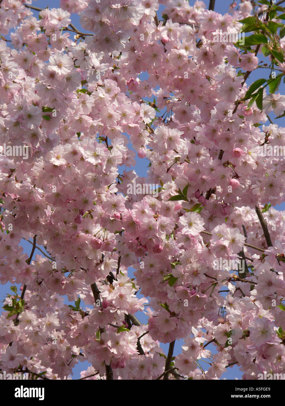 Cherrytree hi-res stock photography and images - Alamy