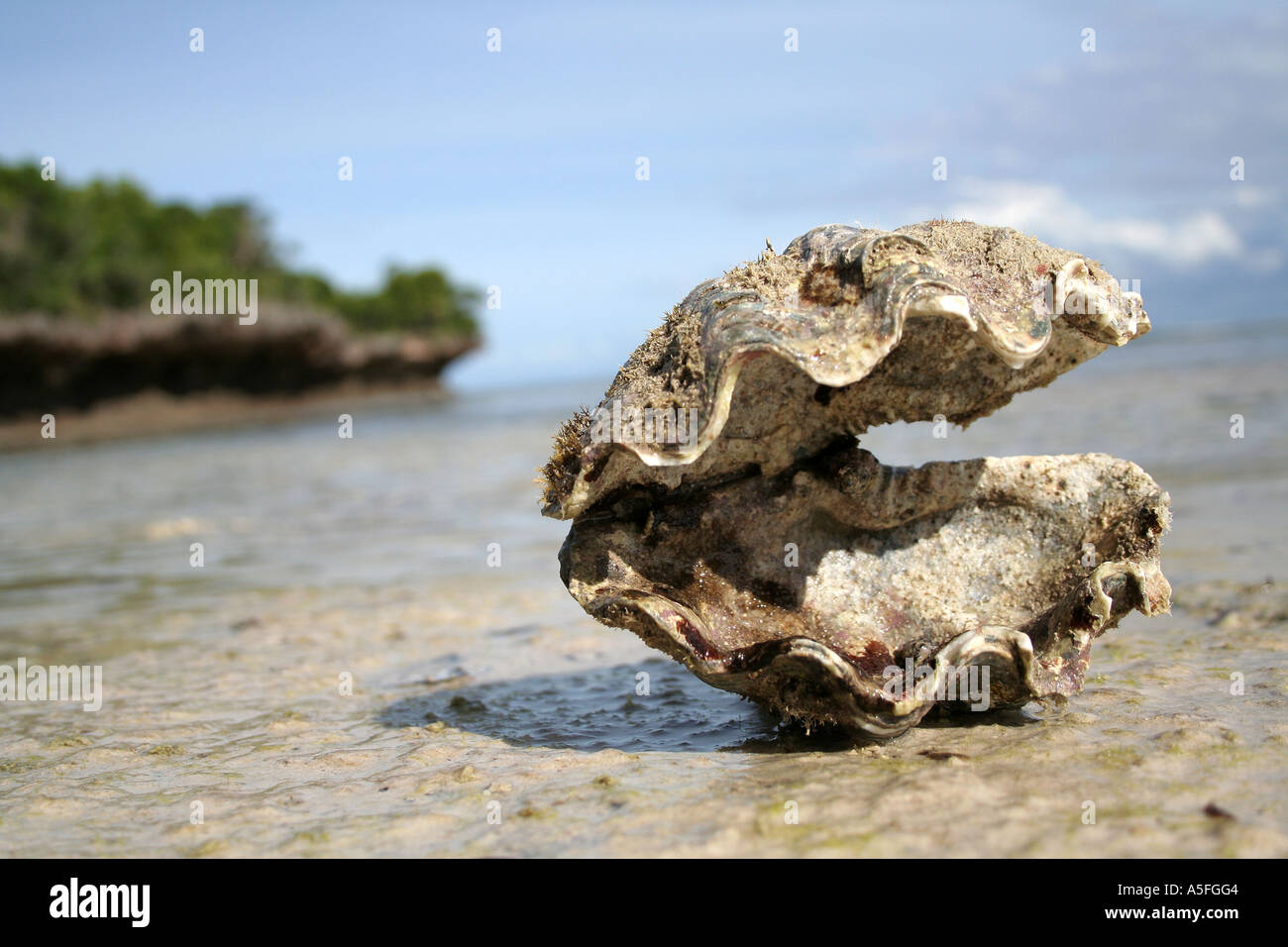 Open clamshell on beach chumbe hi-res stock photography and images - Alamy