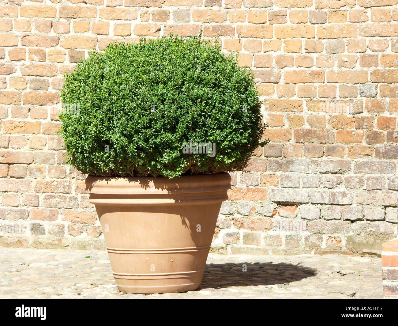Plant pott hi-res stock photography and images - Alamy