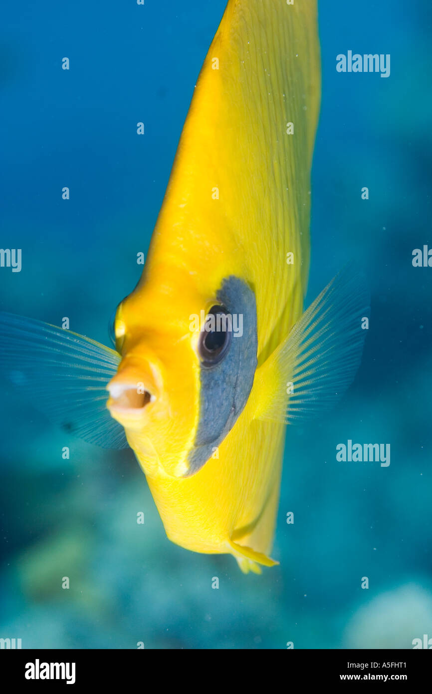 A Masked butterflyfish Chaetodon semilarvatus in the Red Sea near Sharm ...