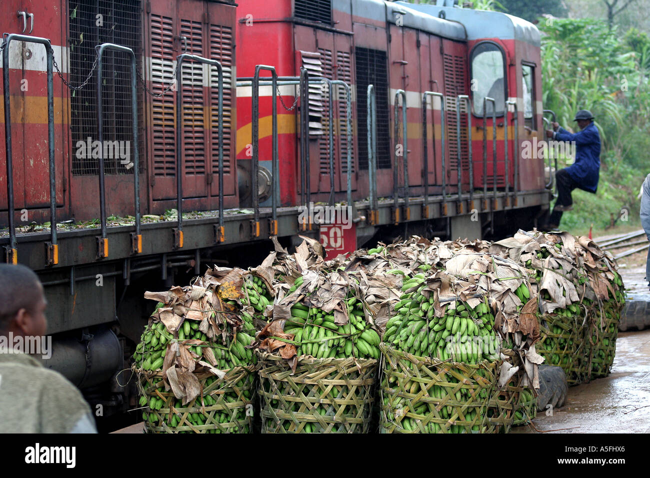 Green bananas to be transported by the famous FCE railroad line in ...