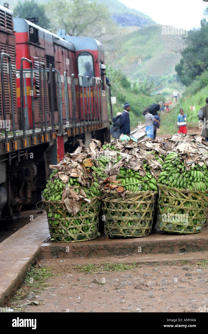 Green bananas to be transported by the famous FCE railroad line in ...