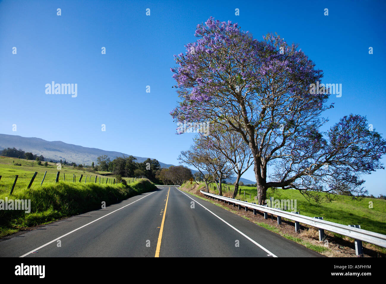 Road with Jacaranda tree blooming with purple flowers in Maui Hawaii ...