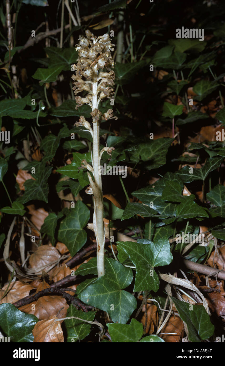 Birdnest orchid Neottia nidus avis flower spike of saprophytic plant ...