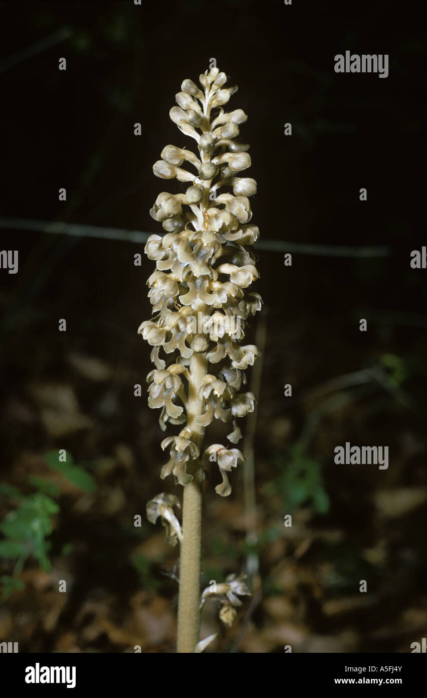 Birdnest orchid Neottia nidus avis flower spike of saprophytic plant ...