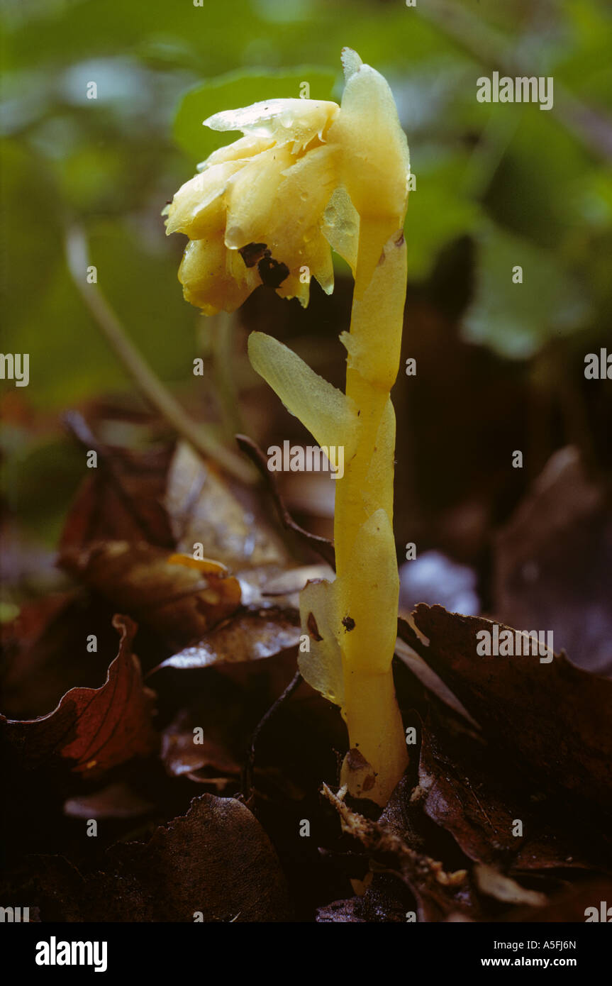 Yellow birds nest Monotropa hypopitys saprophytic plant among dead ...