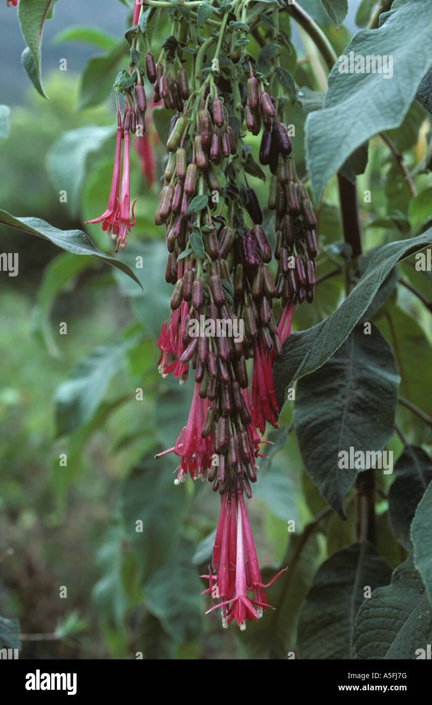Seedpod hi-res stock photography and images - Alamy
